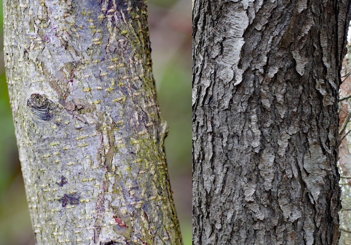 Identifying 13 Common Native Michigan Trees; Featuring Autumn Colors ...