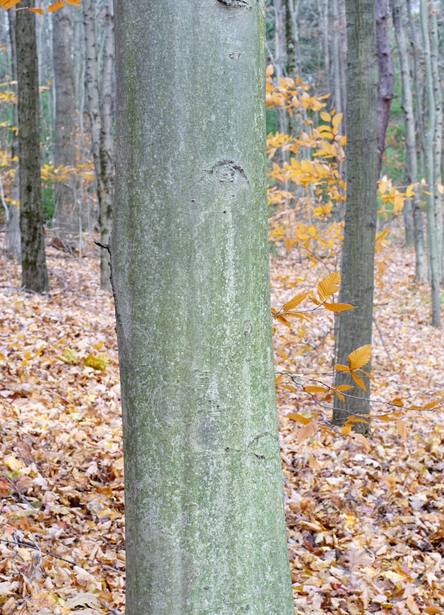 Identifying 13 Common Native Michigan Trees; Featuring Autumn Colors ...