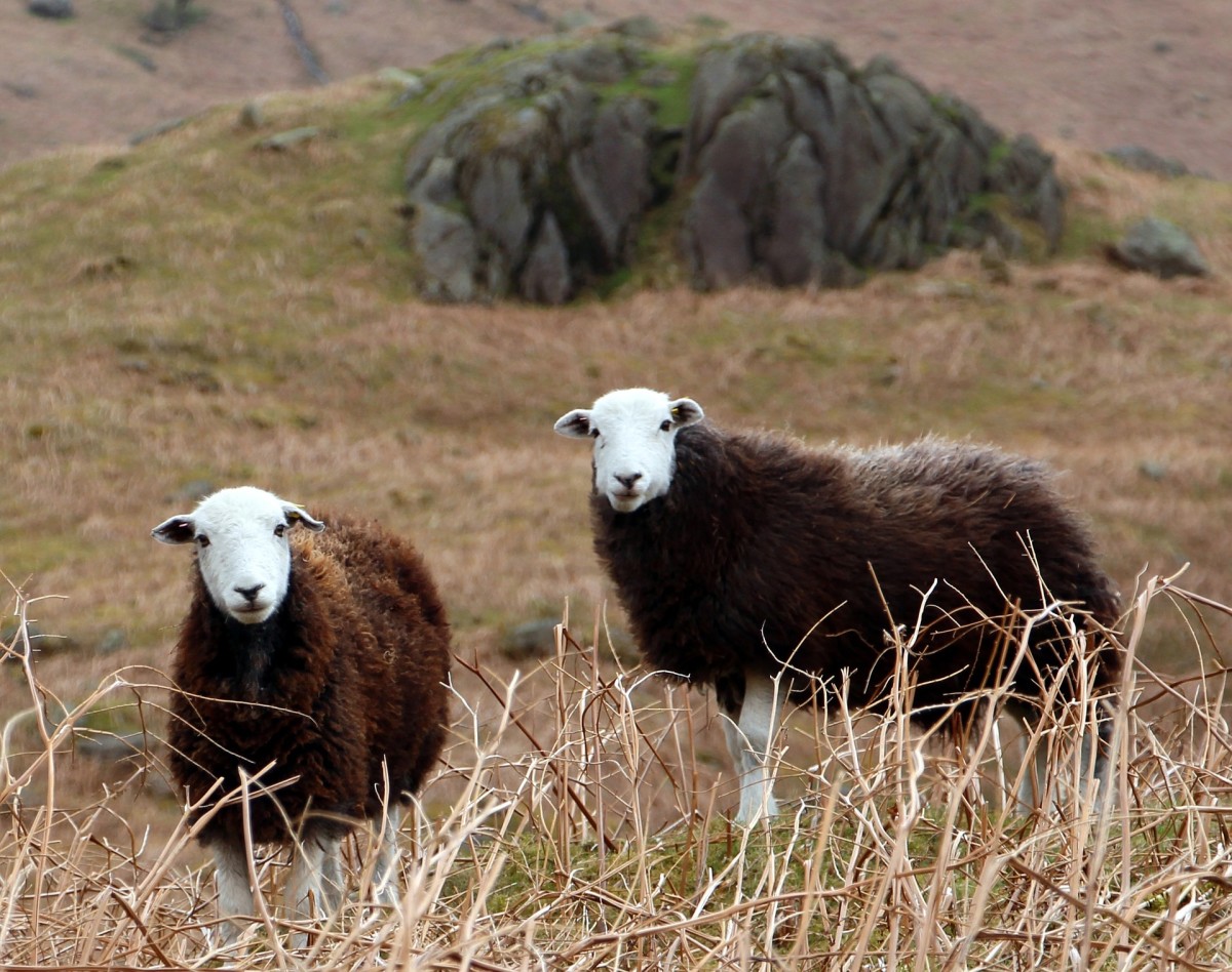 Herdwick Tales - (the Selwyn Series) - HubPages