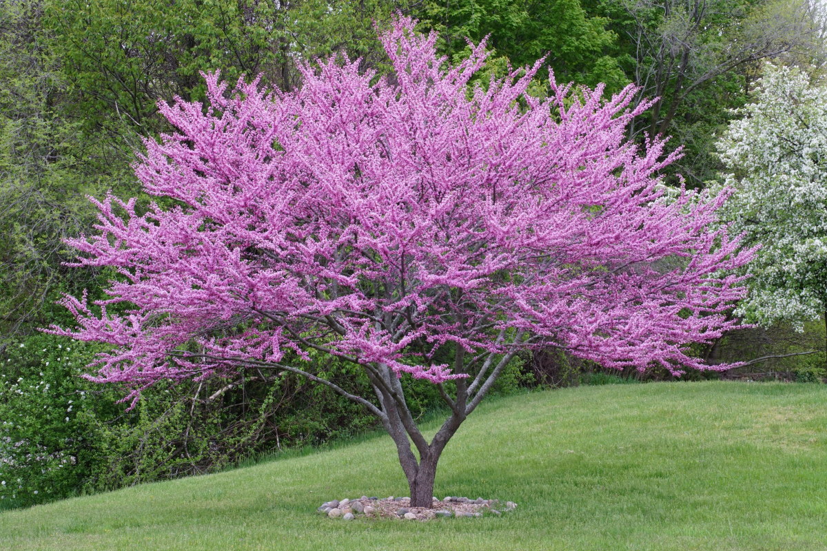 9 Amazing Spring-Flowering Trees - HubPages