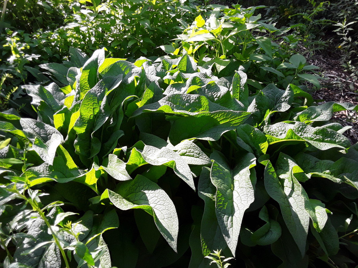 How to Propagate and Grow Comfrey: Easy and Rewarding - Dengarden
