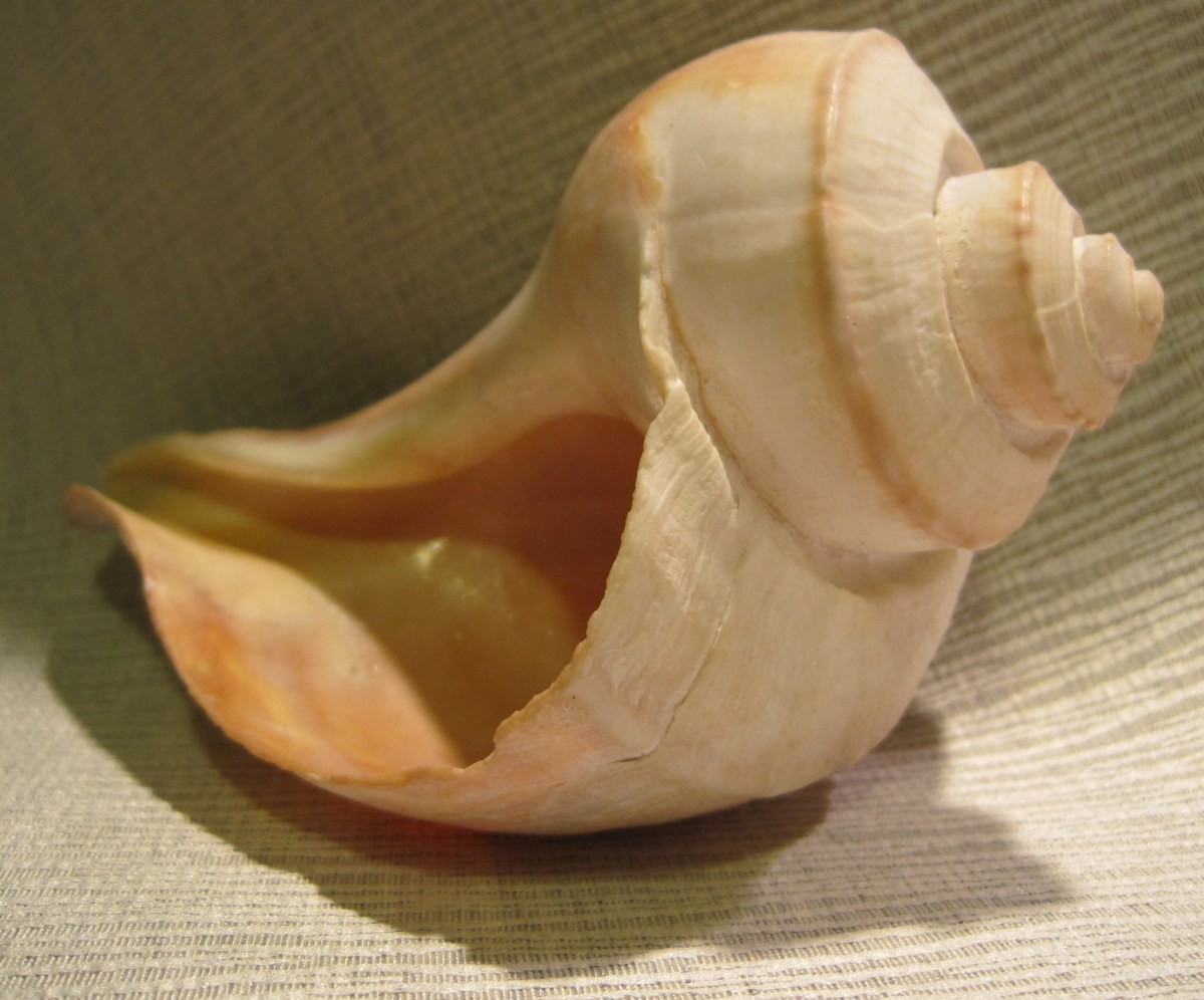 Sea to Shore Home Décor and Shell Collecting - HubPages