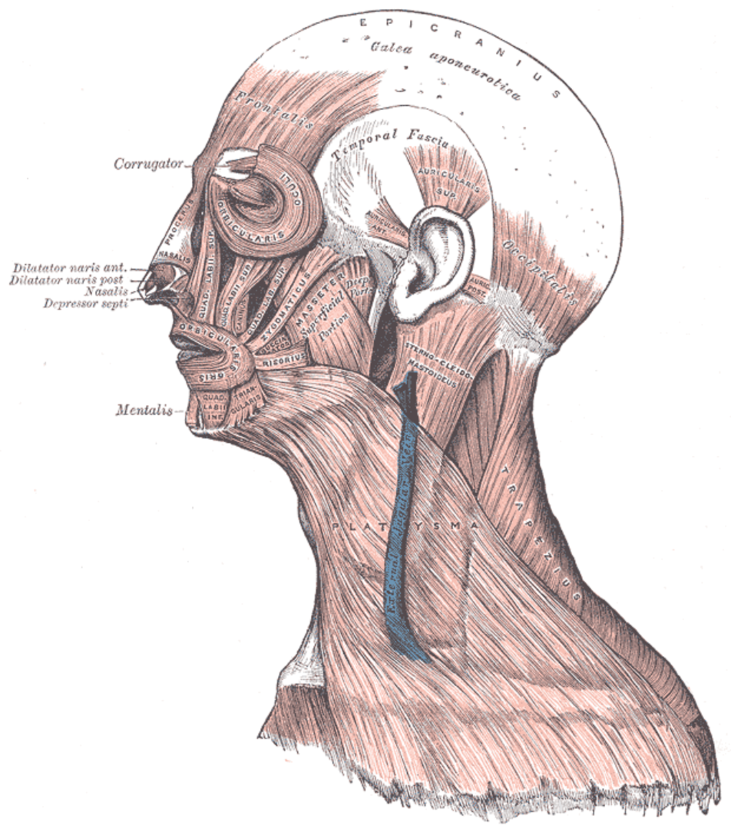 Human Anatomy Lesson 13 HubPages human-anatomy-lesson-13-hubpages