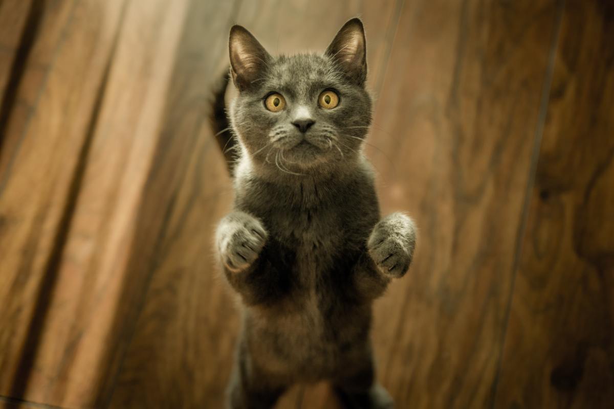 200 Magical Mystical Names For Cats PetHelpful
