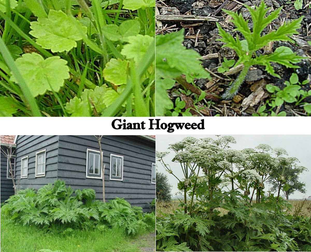 What Is Giant Hogweed - How to Handle the Plant - HubPages