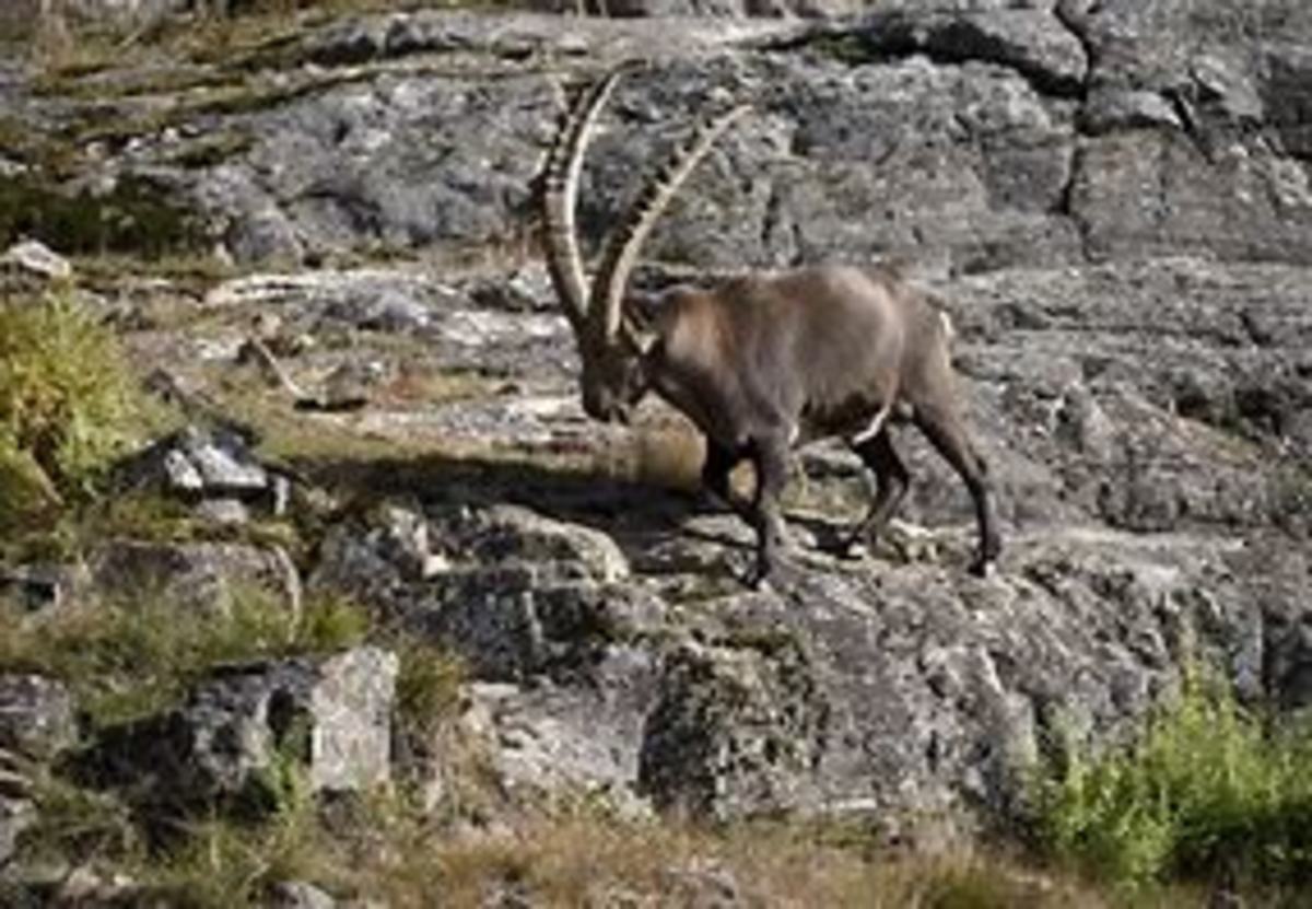 8 Animals That Have Amazing Powers - HubPages