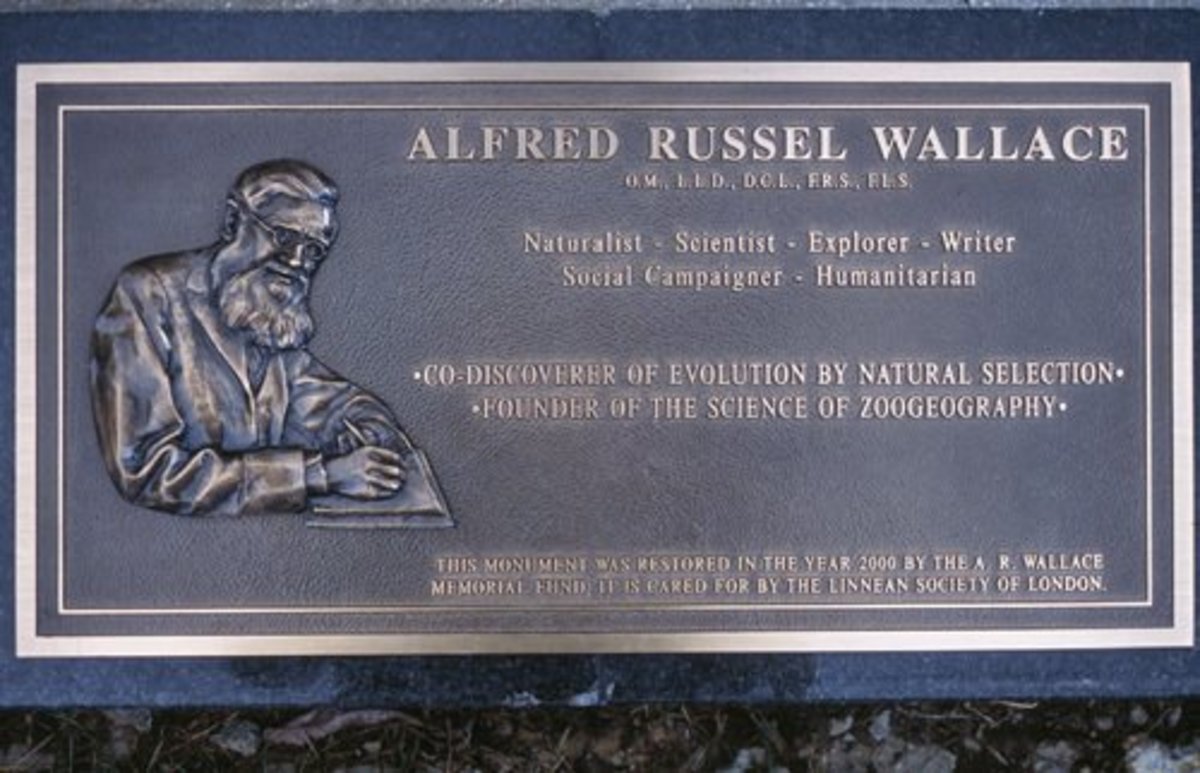 Darwin and Wallace: And The Theory of Evolution - HubPages