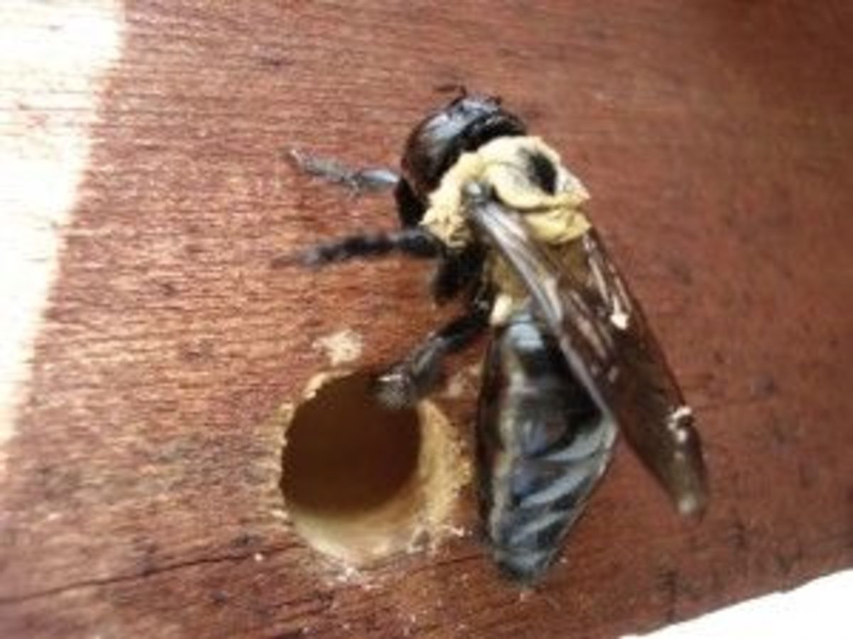 How to Get Rid of Carpenter Bees - HubPages