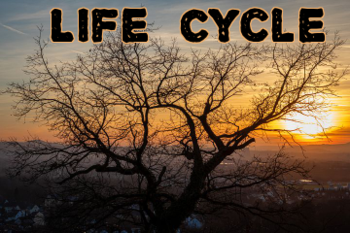 Poem: Life Cycle - HubPages