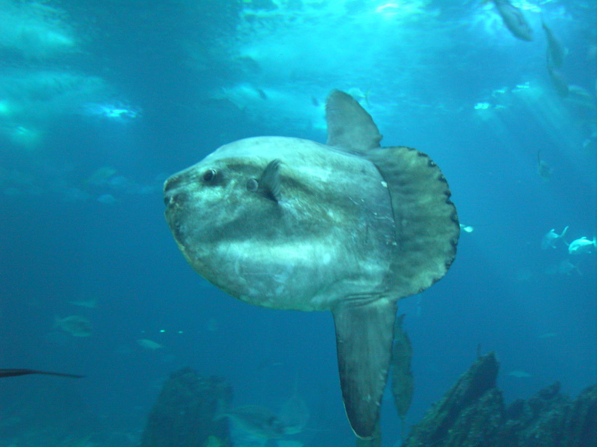 5 Largest Fish in the Sea - HubPages