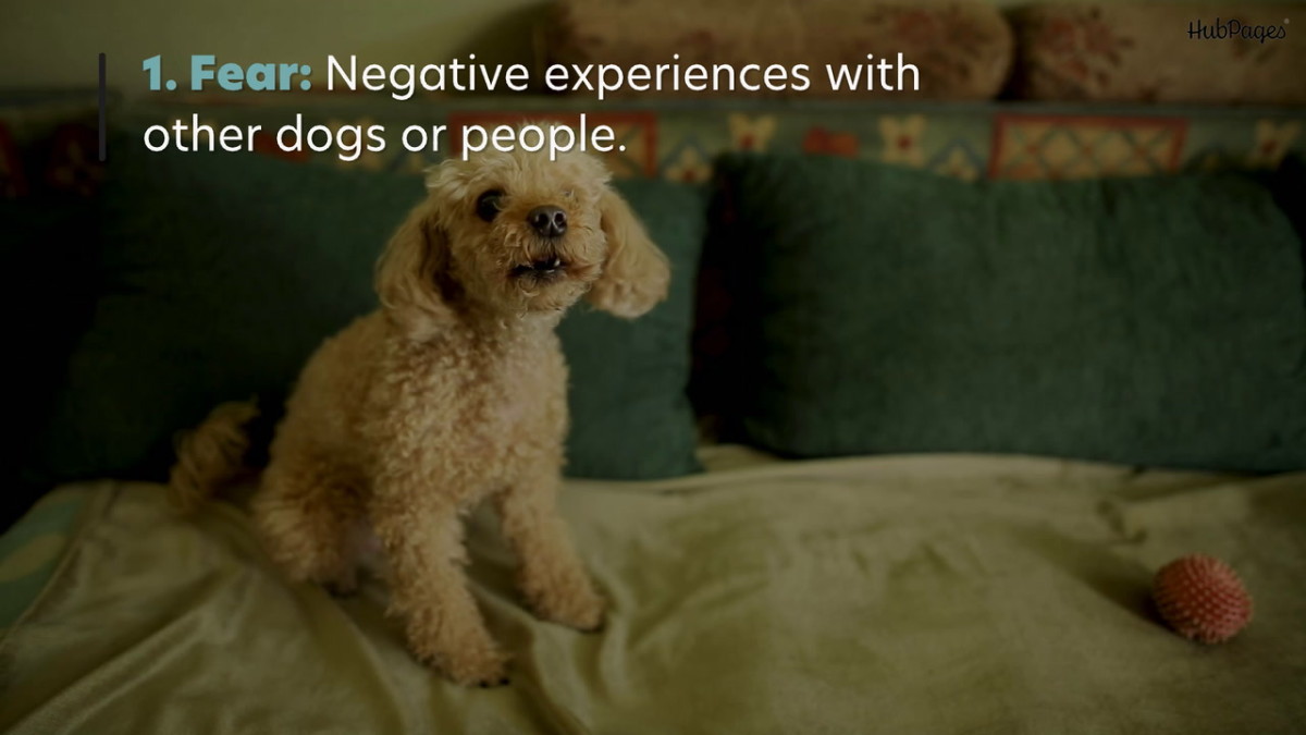 Are Cockapoo Dogs Aggressive