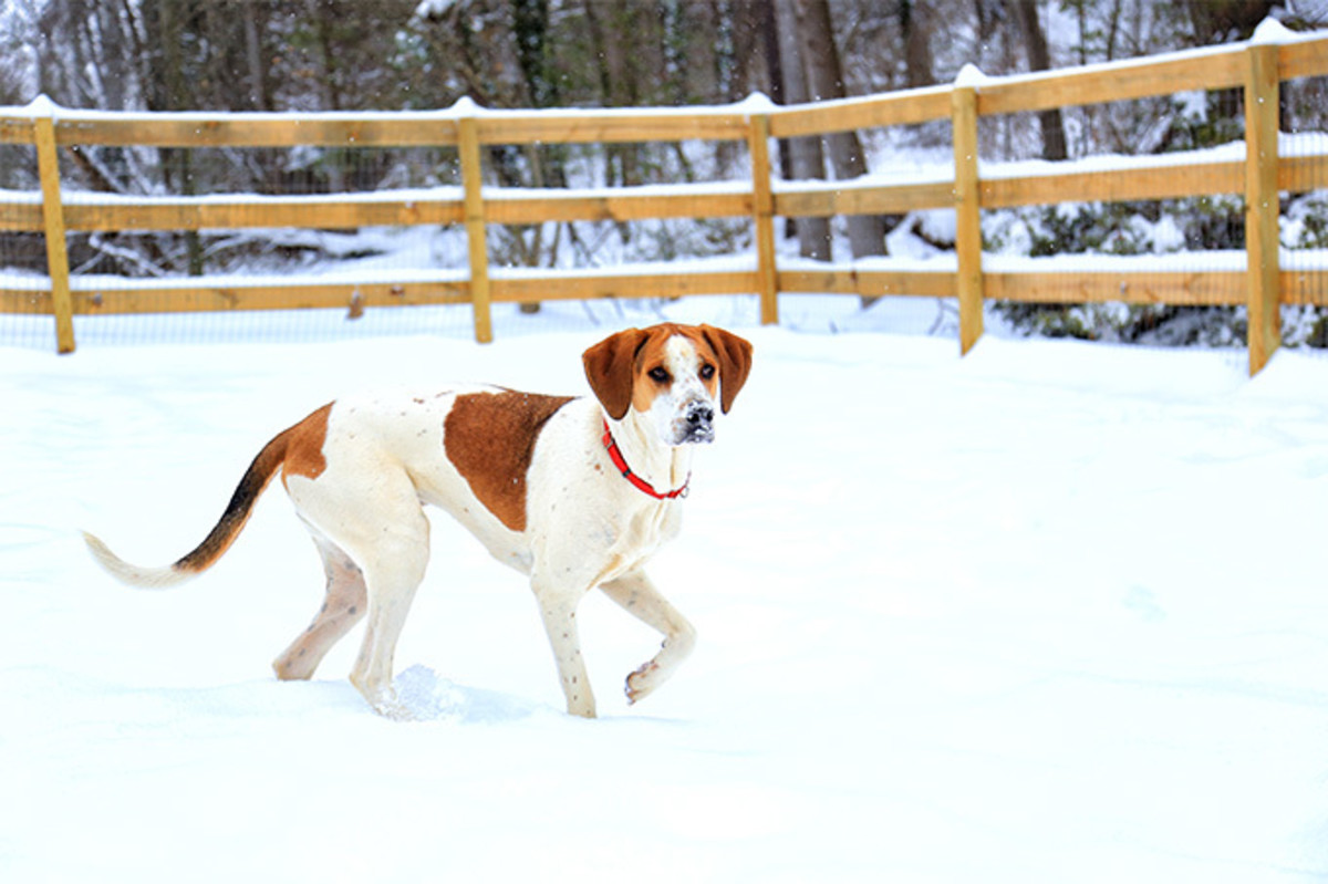 Best Hunting Dog Breeds To Pet and Train - HubPages