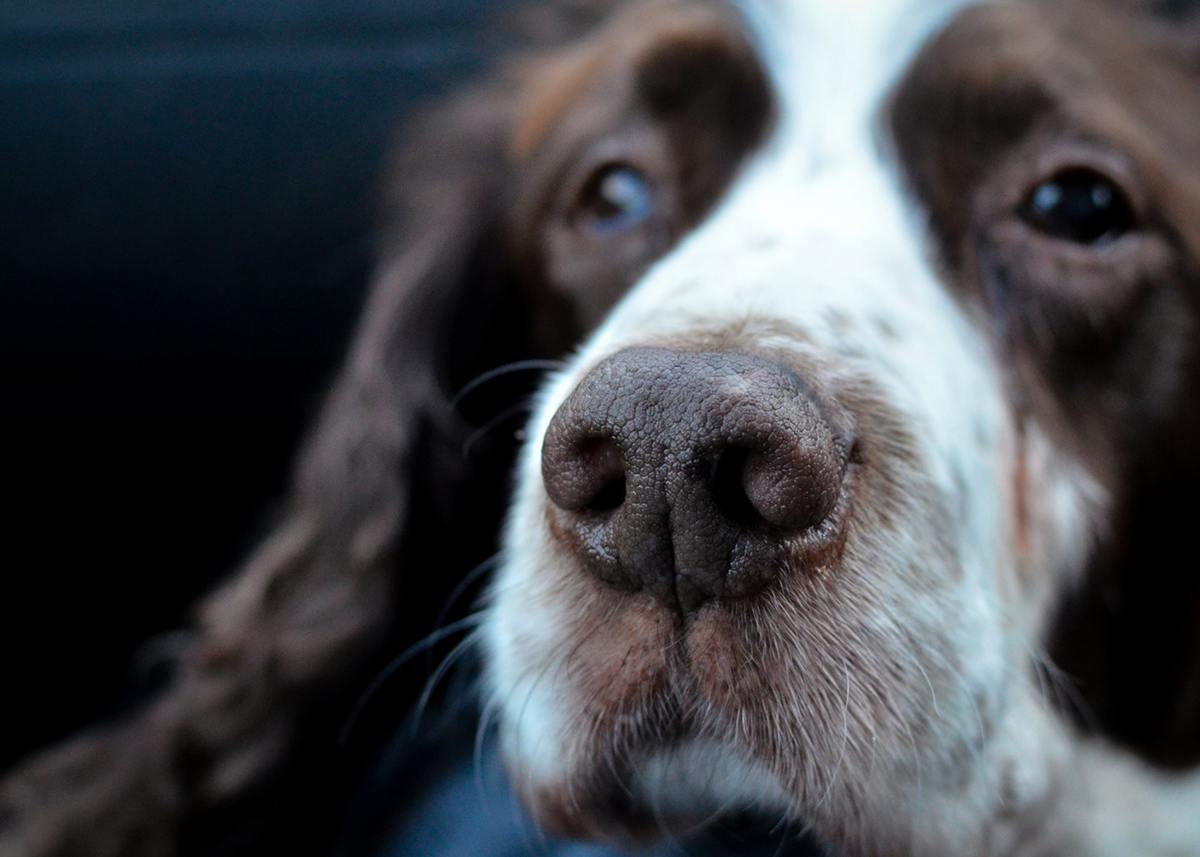 What To Know About Fatty Tumors Lipomas In Dogs PetHelpful What To Know About Fatty Tumors Lipomas In Dogs PetHelpful