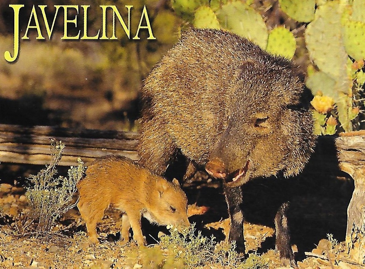 I Am Not a Pig Javelinas Are Collared Peccaries of the Southwestern ...