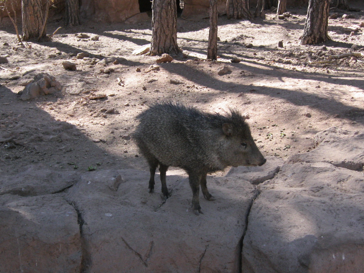 I Am Not a Pig Javelinas Are Collared Peccaries of the Southwestern ...