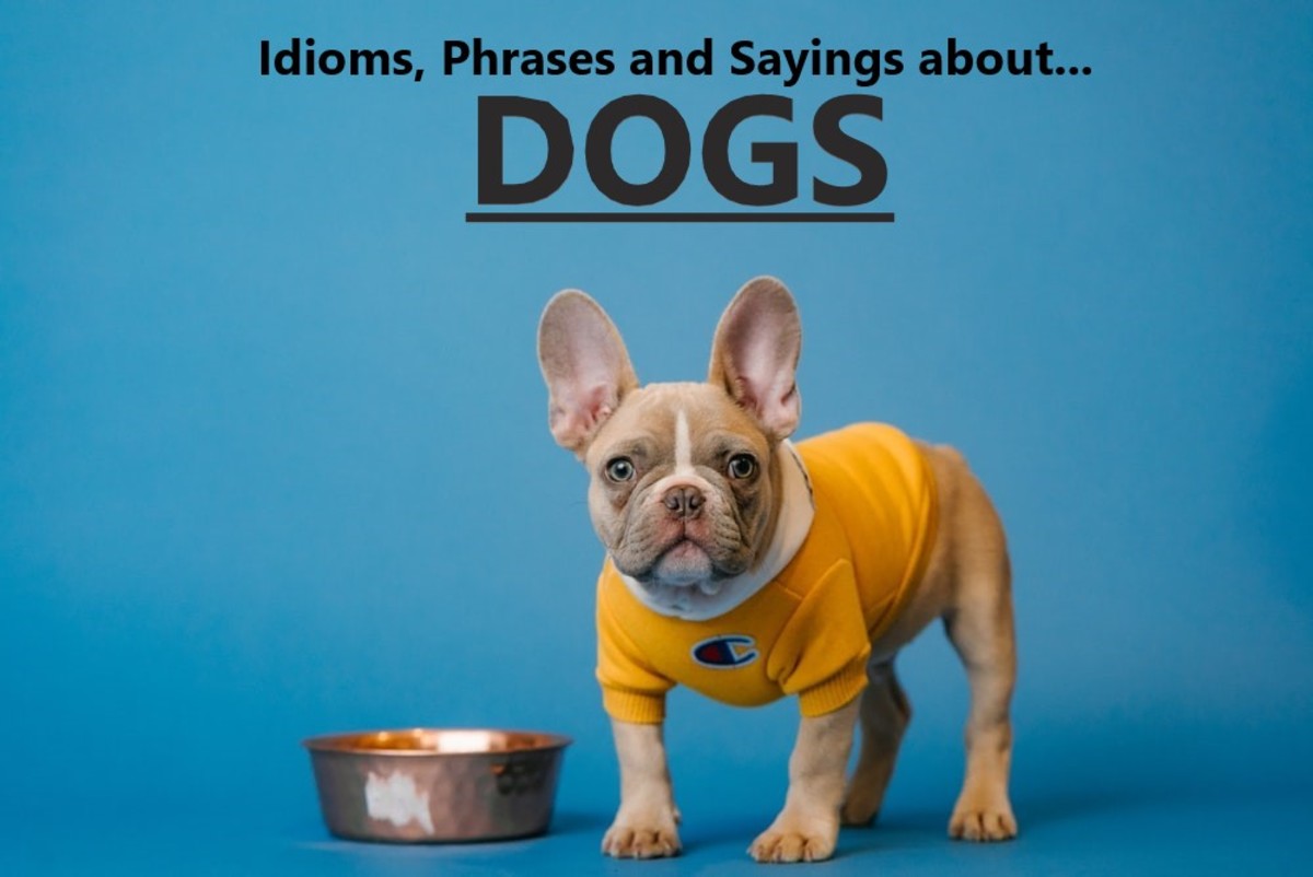 50 Dog Idioms And Phrases In The English Language Owlcation