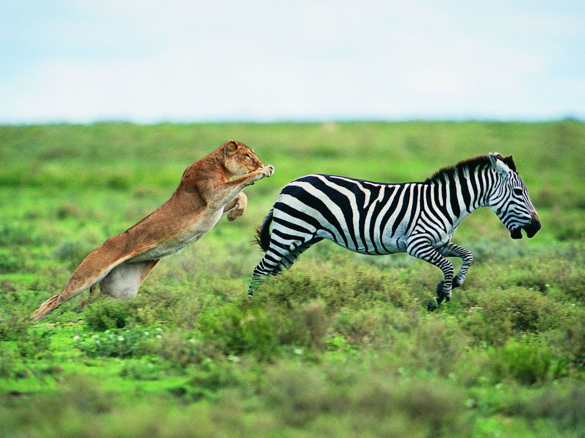 Terminologies of Zoogepgraphy, Paleaontology and Wildlife Management ...