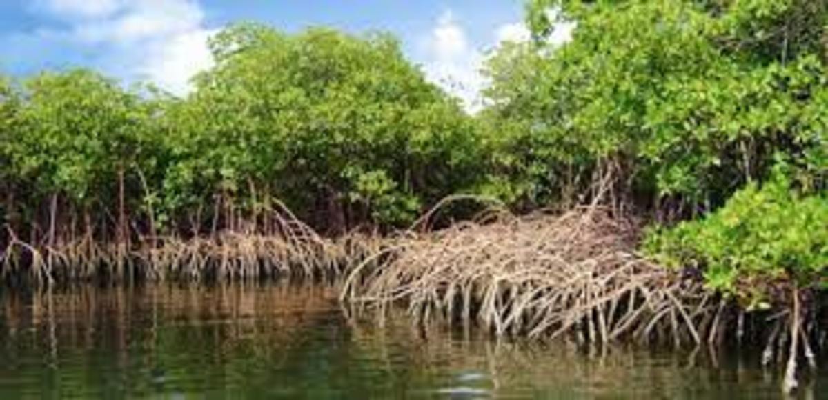 Terminologies of Zoogepgraphy, Paleaontology and Wildlife Management ...