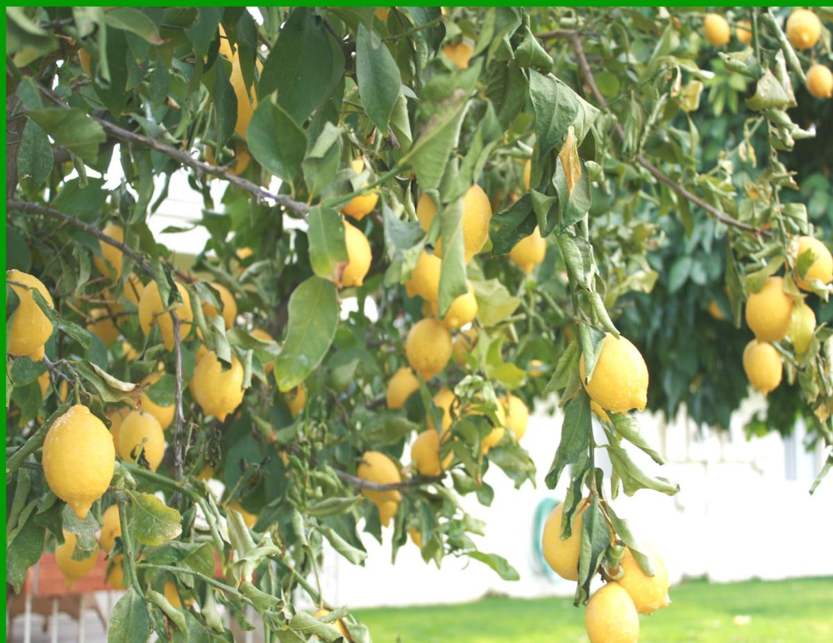 Lemons Preserving and Using ~ From Meats to Desserts and Other Foods ...