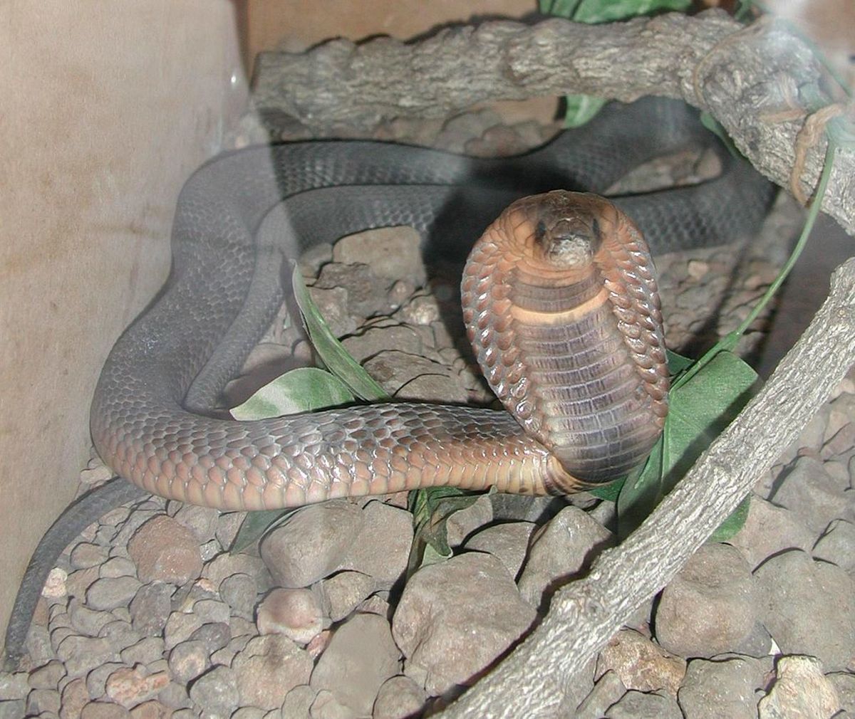 Egyptian Cobra Eyes