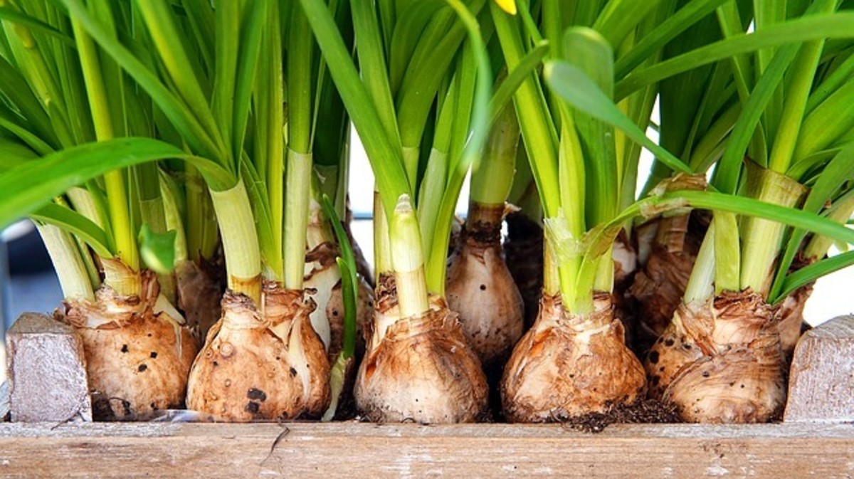 Is It Too Late To Plant Spring Bulbs Dengarden