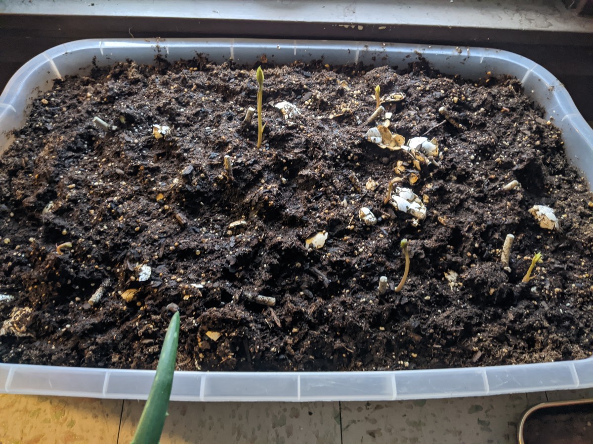 Horse Chestnut Seeds - Trying to Germinate - HubPages