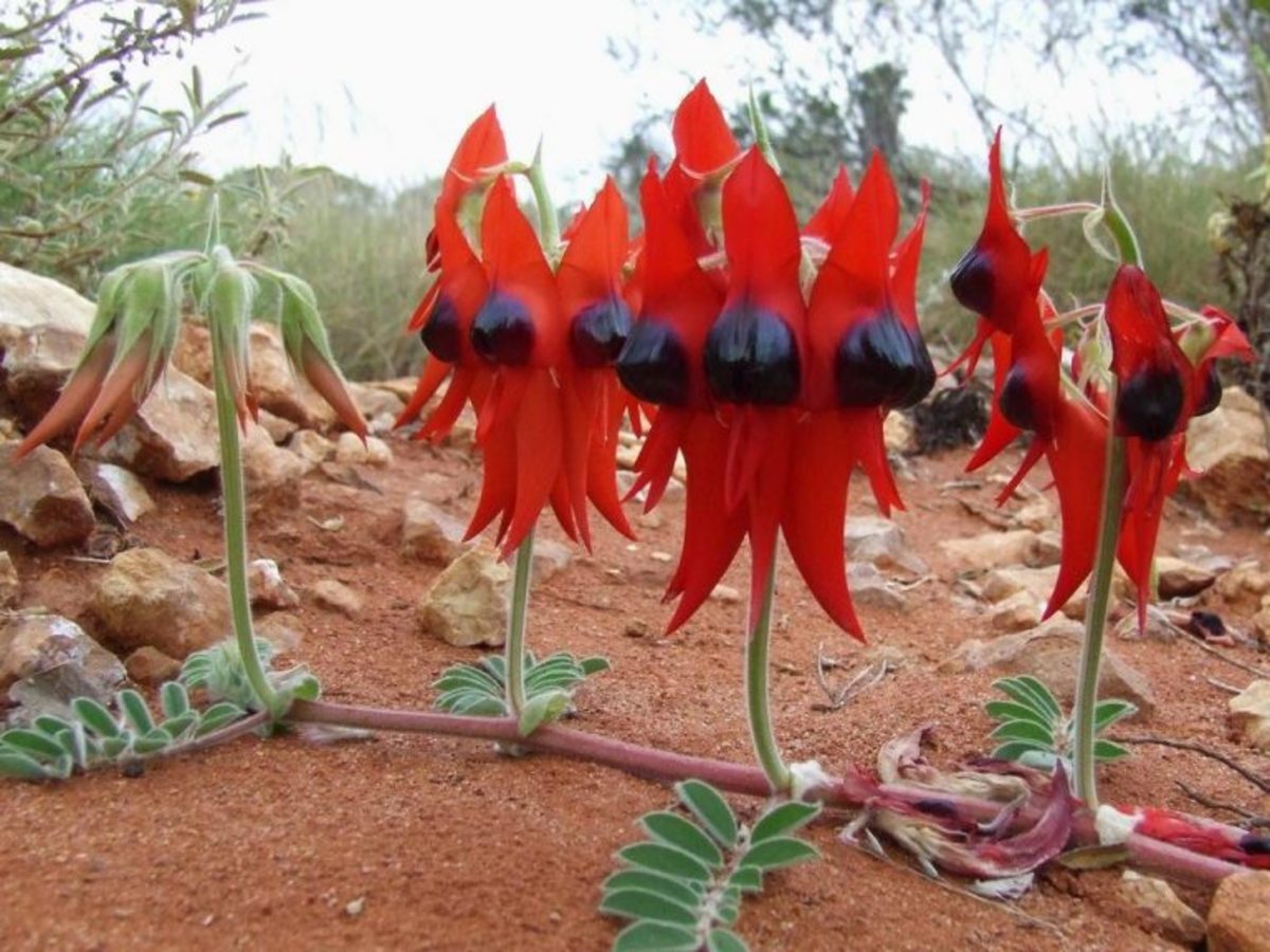 Weirdst Flora Found On Mother Earth - HubPages