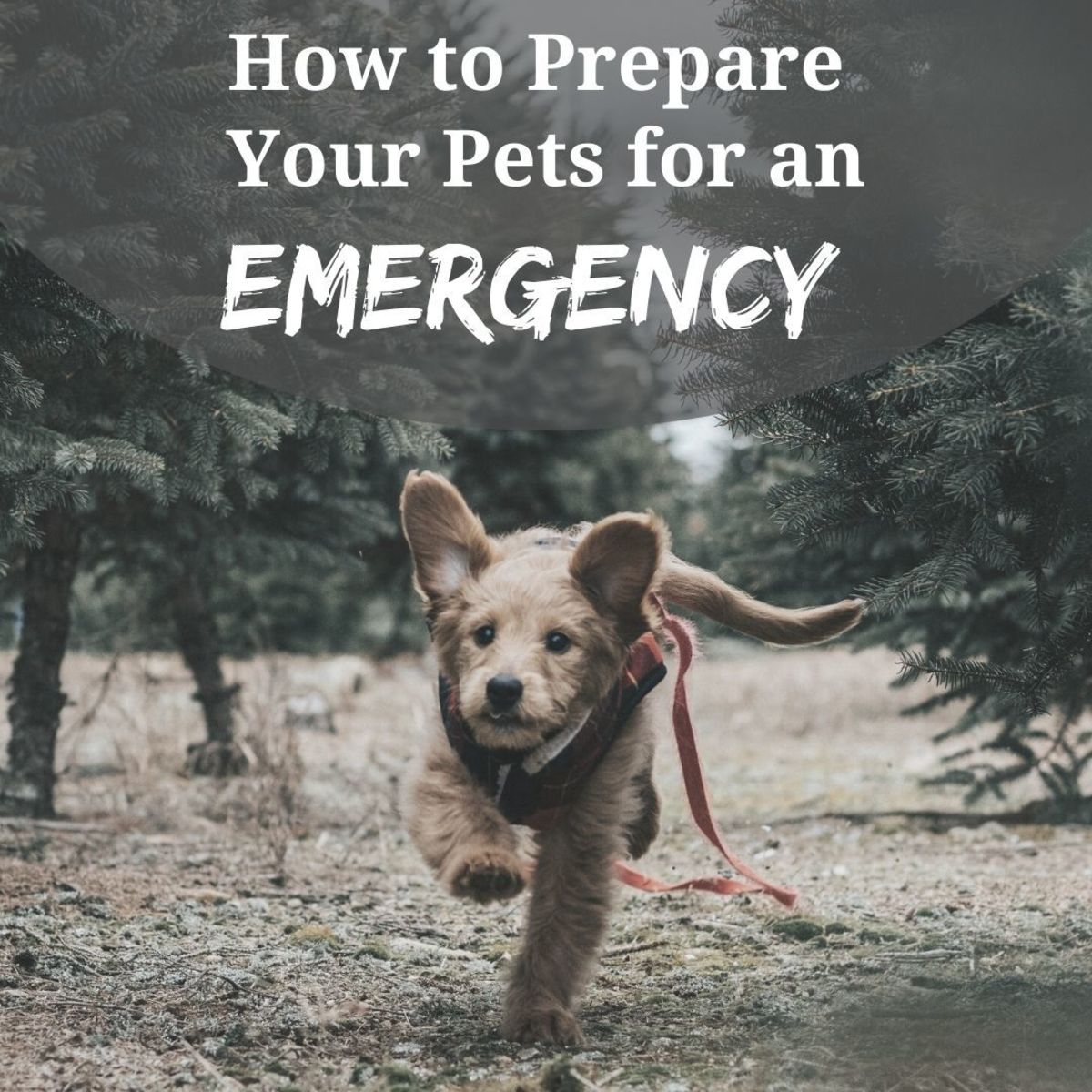 How to Train Your Pets for an Emergency - HubPages