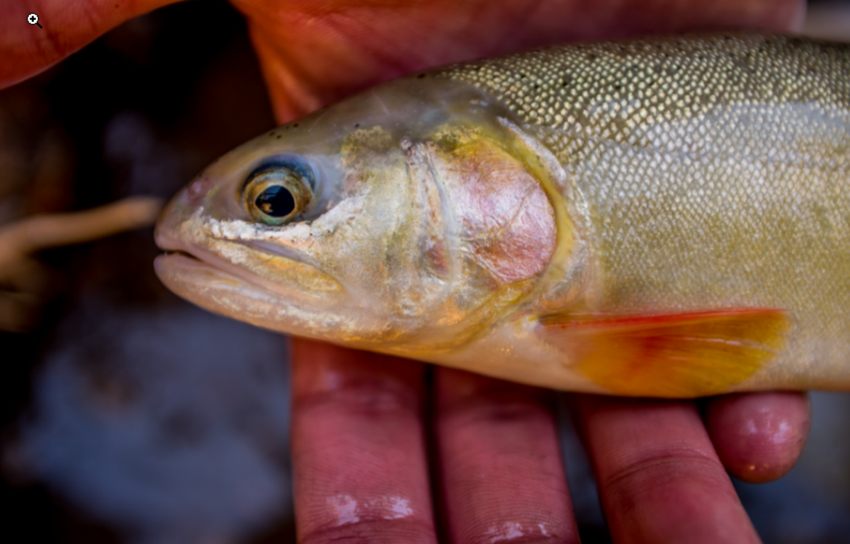 Fishing for the Threatened Gila Trout in Arizona and New Mexico - HubPages