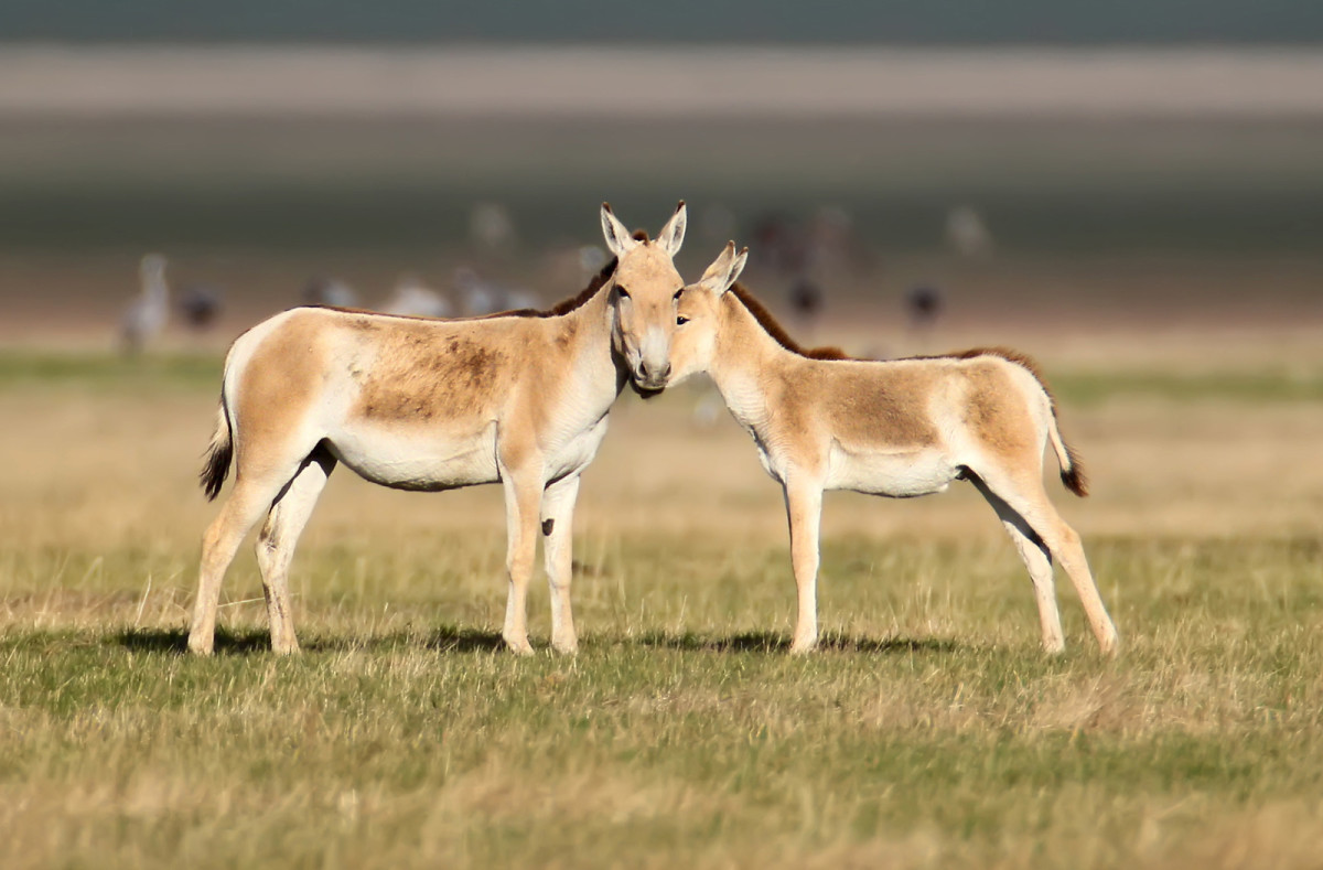 Some Notes on the Wildlife Animals of Pakistan - HubPages