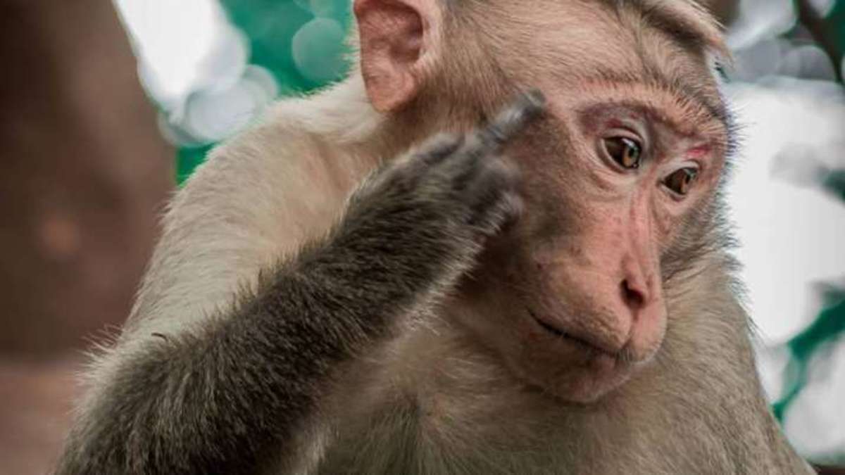 Some Notes on the Wildlife Animals of Pakistan - HubPages