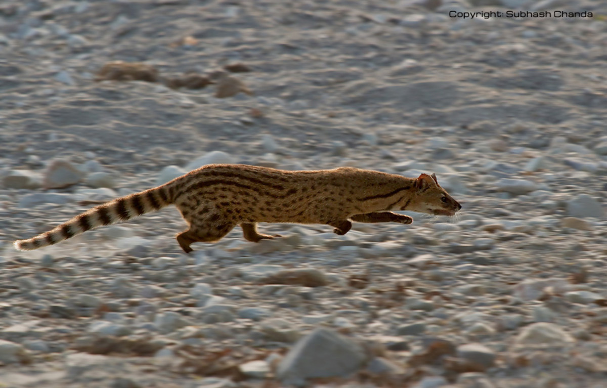 Some Notes on the Wildlife Animals of Pakistan - HubPages