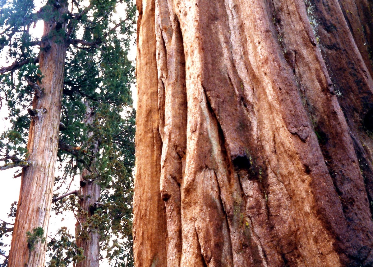 Sequoia & Kings Canyon National Parks: View the Largest Living Trees ...
