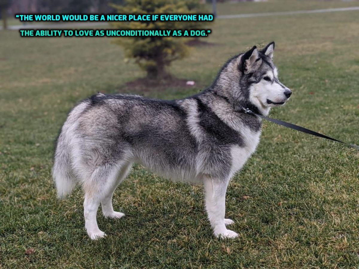 Poem: You My Furry Friend Are My Valentine - HubPages