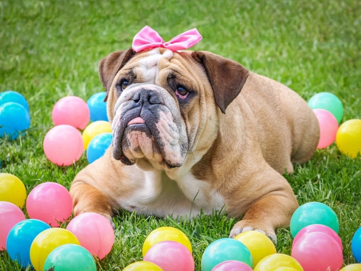 200 Best Girl Dog Names PetHelpful 200-best-girl-dog-names-pethelpful