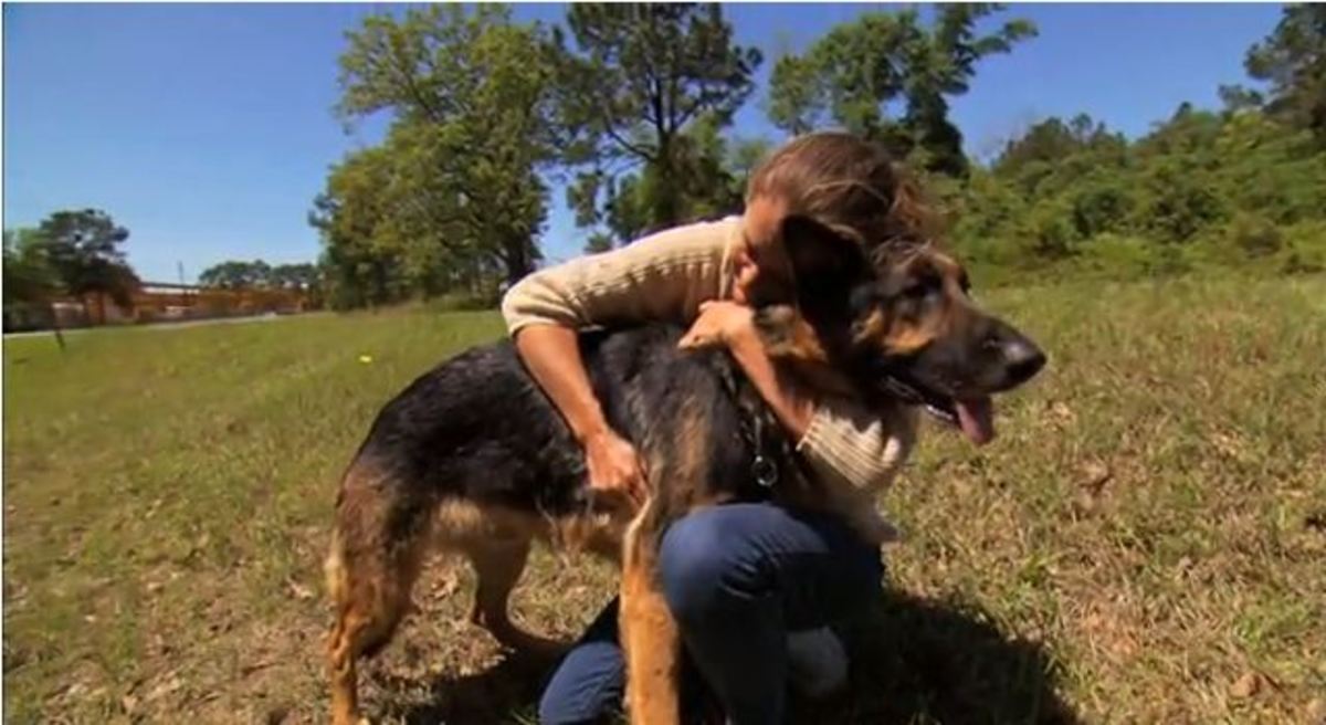 Heroic Dogs Amazing Feats Of Courage - HubPages