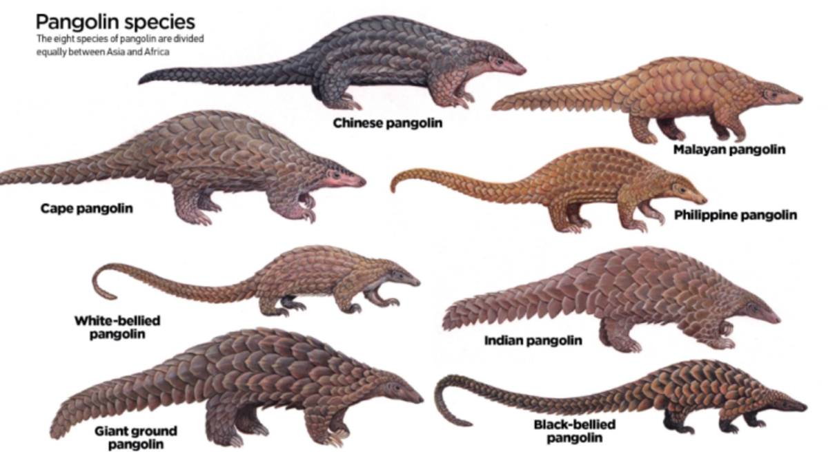Pangolins in Peril - HubPages