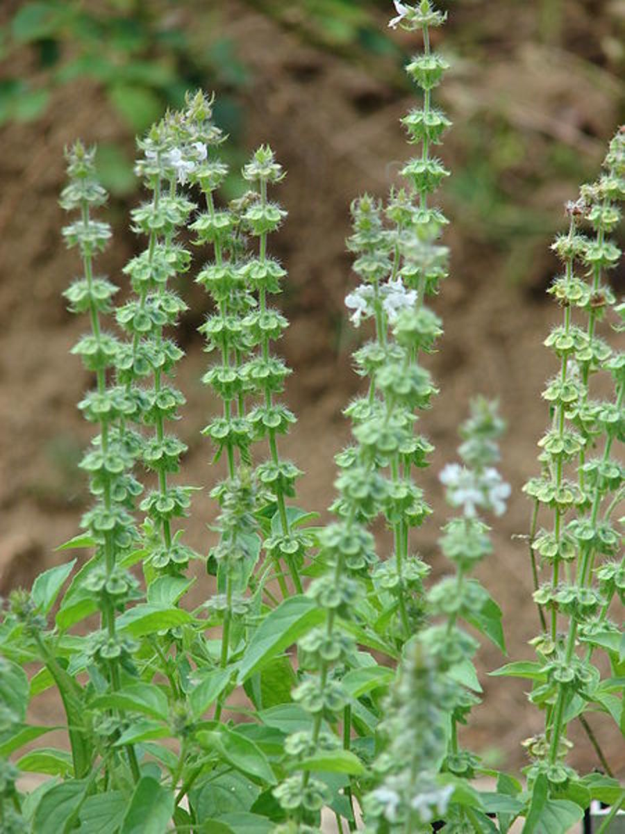 How to Control Diabetes by Basil or Ocimum - HubPages