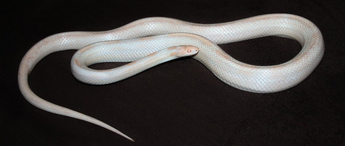 10 Most Beautiful Snakes in The World - HubPages