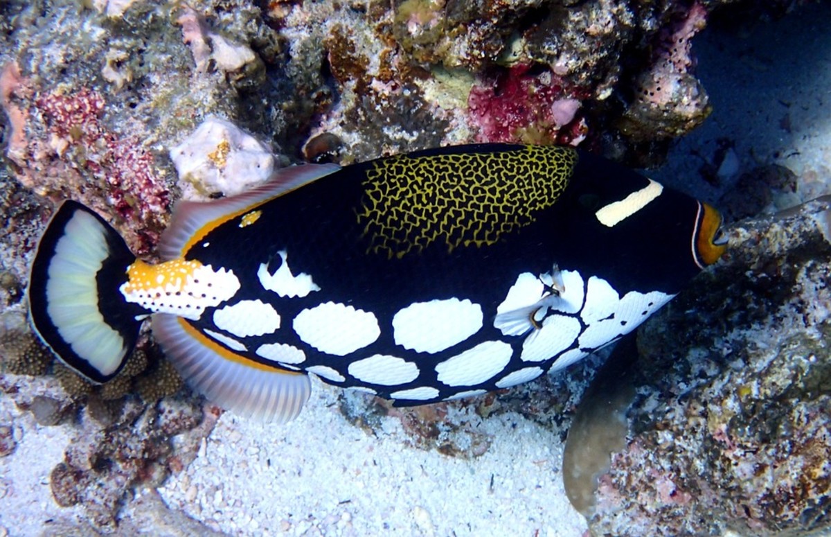 The Amazing World of the Triggerfish - HubPages