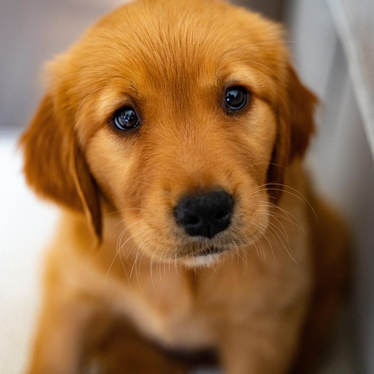 When Do Puppies Open Their Eyes Fully After Being Born Timing And When Do Puppies Open Their Eyes Fully After Being Born Timing And