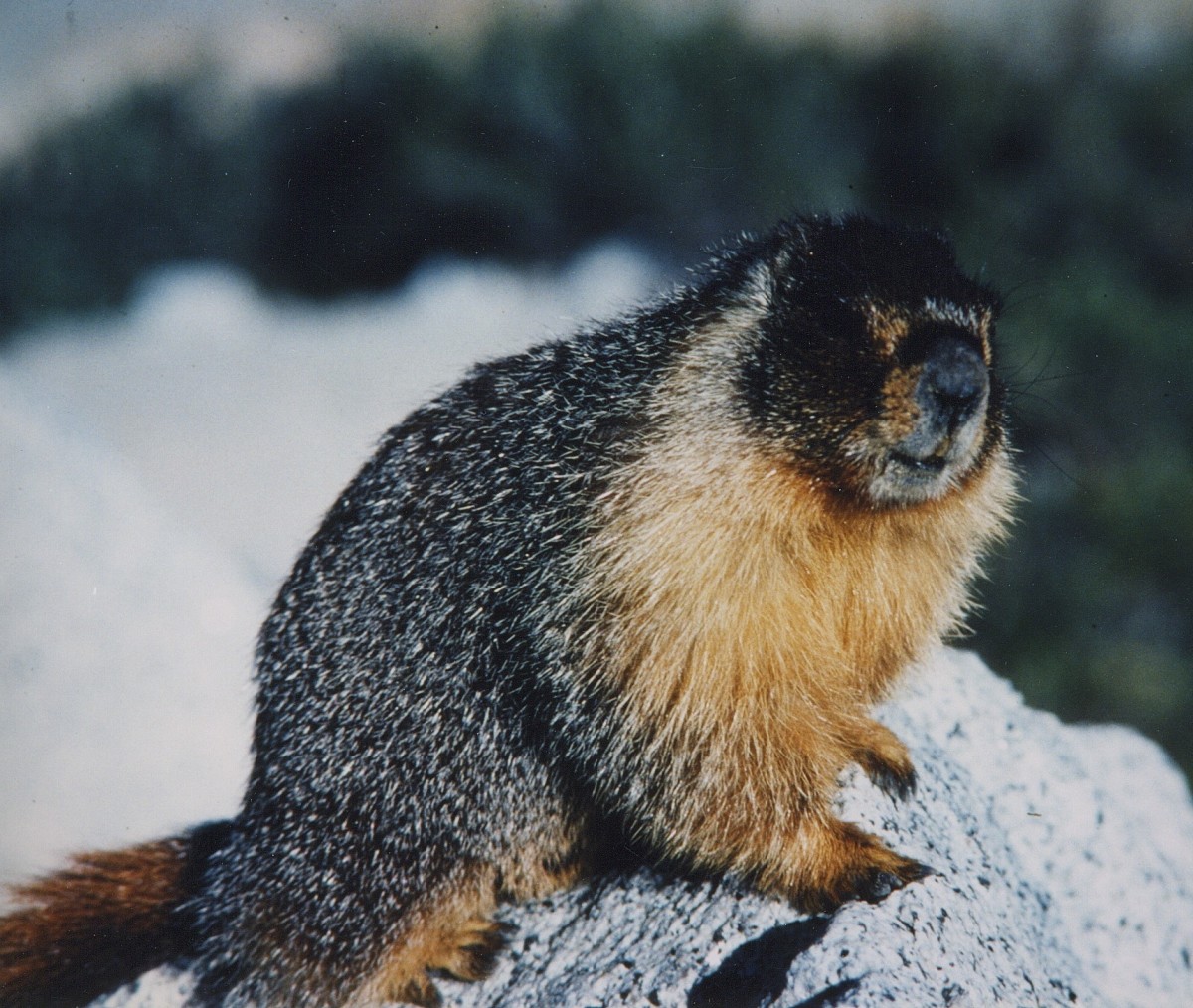 Preparation for Successful Handgun Hunting - HubPages