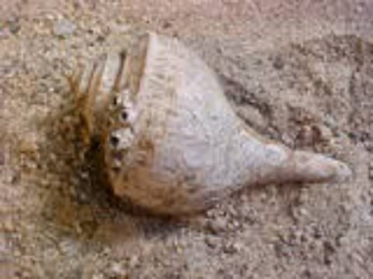 Collecting and Identifying Seashells - Atlantic Ocean - HubPages