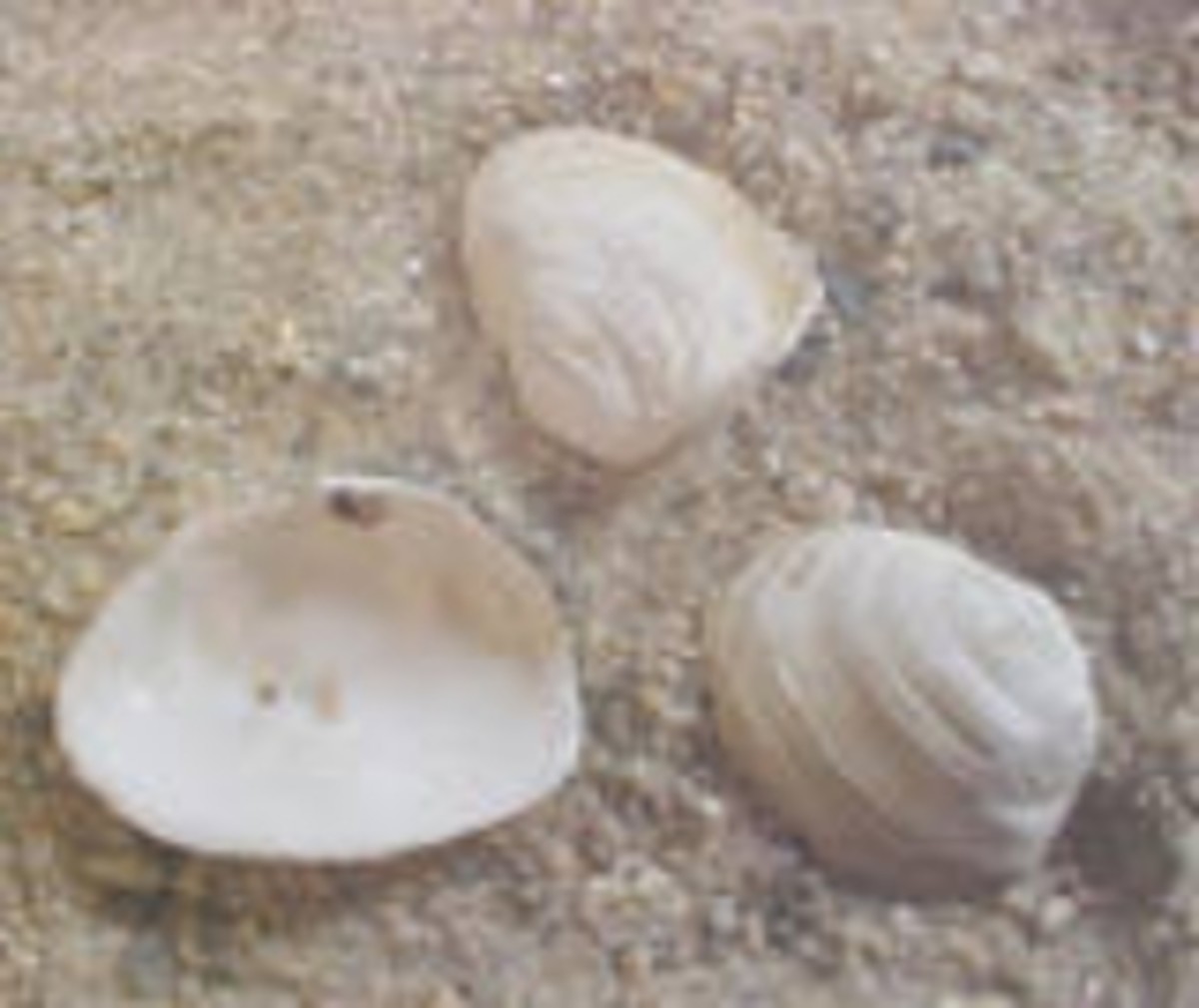 Collecting and Identifying Seashells - Atlantic Ocean - HubPages