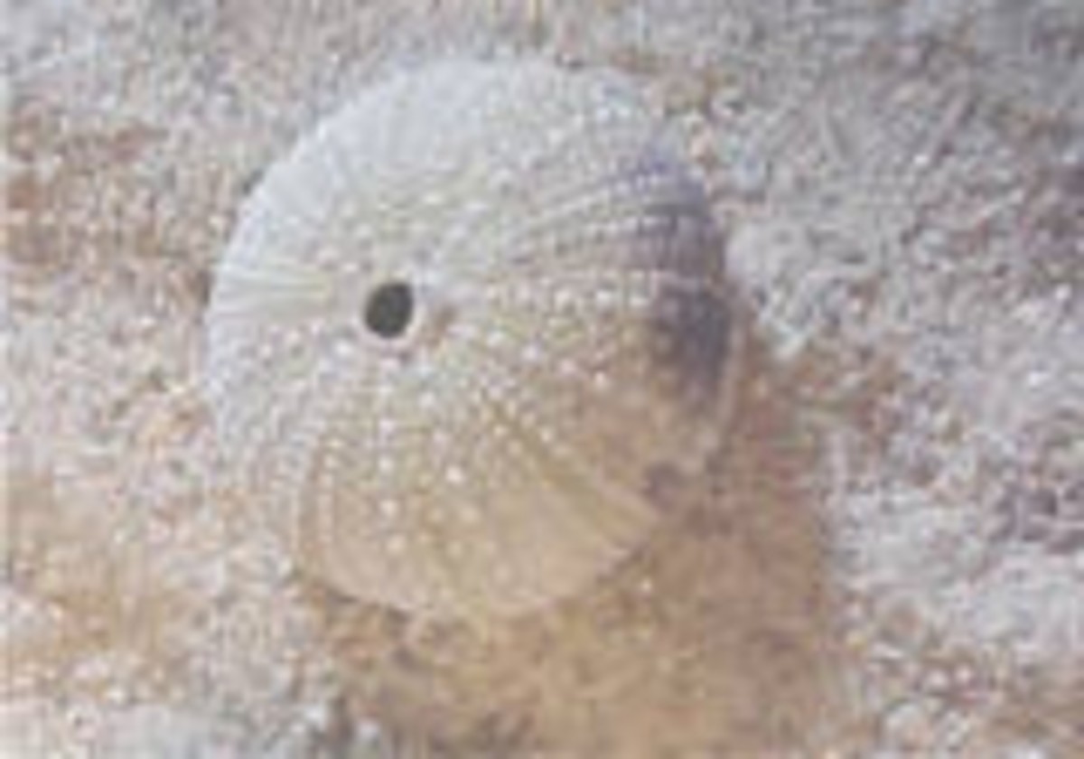 Collecting and Identifying Seashells - Atlantic Ocean - HubPages