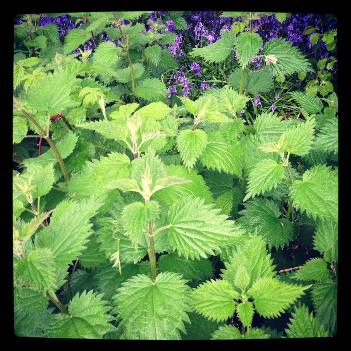 Stinging Nettle Soup, & Nettle Tea Recipes - HubPages