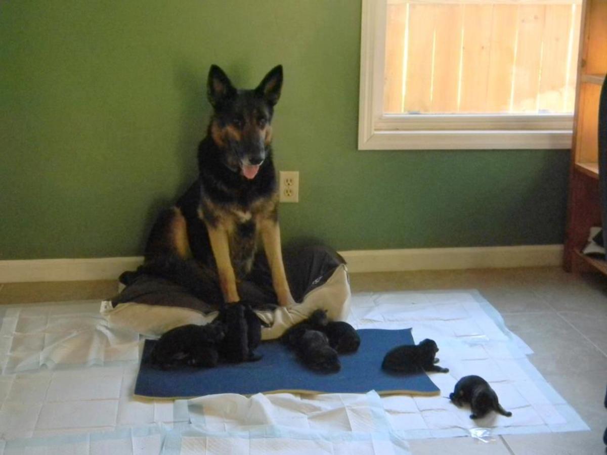 Breeding Dogs and Raising Puppies: Our Experiences - HubPages