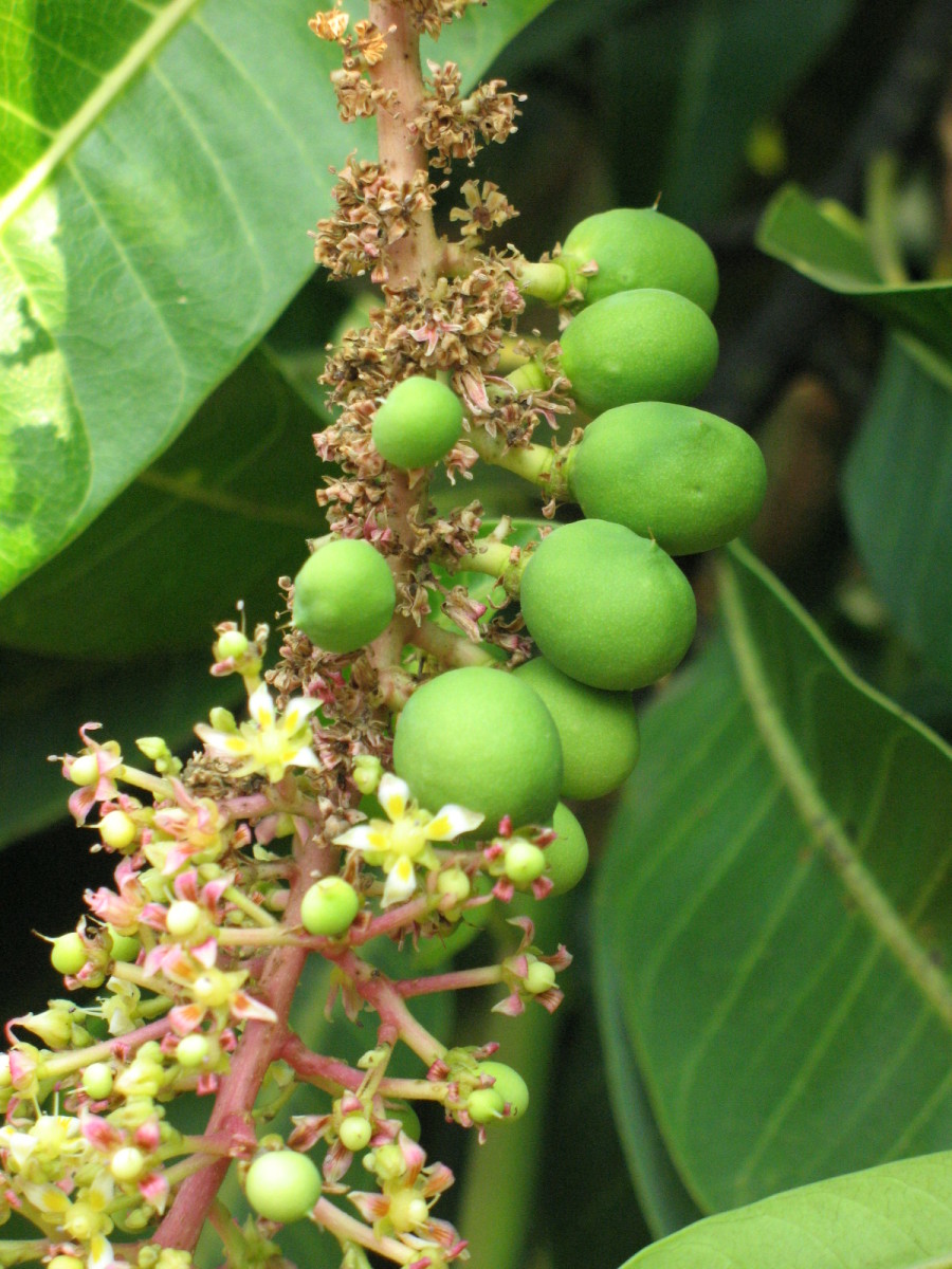 Traditional South Indian New Year Recipe -Ugadi Pachadi - HubPages