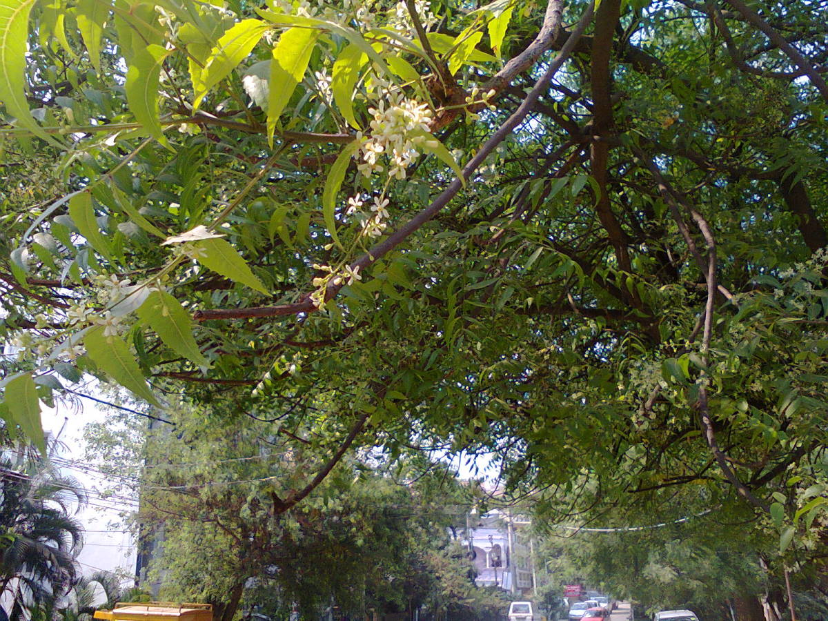 Traditional South Indian New Year Recipe -Ugadi Pachadi - HubPages