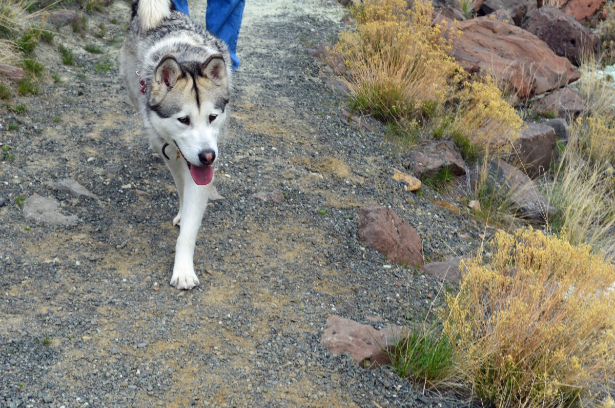 Hiking In Central Oregon - The Blue Basin Trails - HubPages